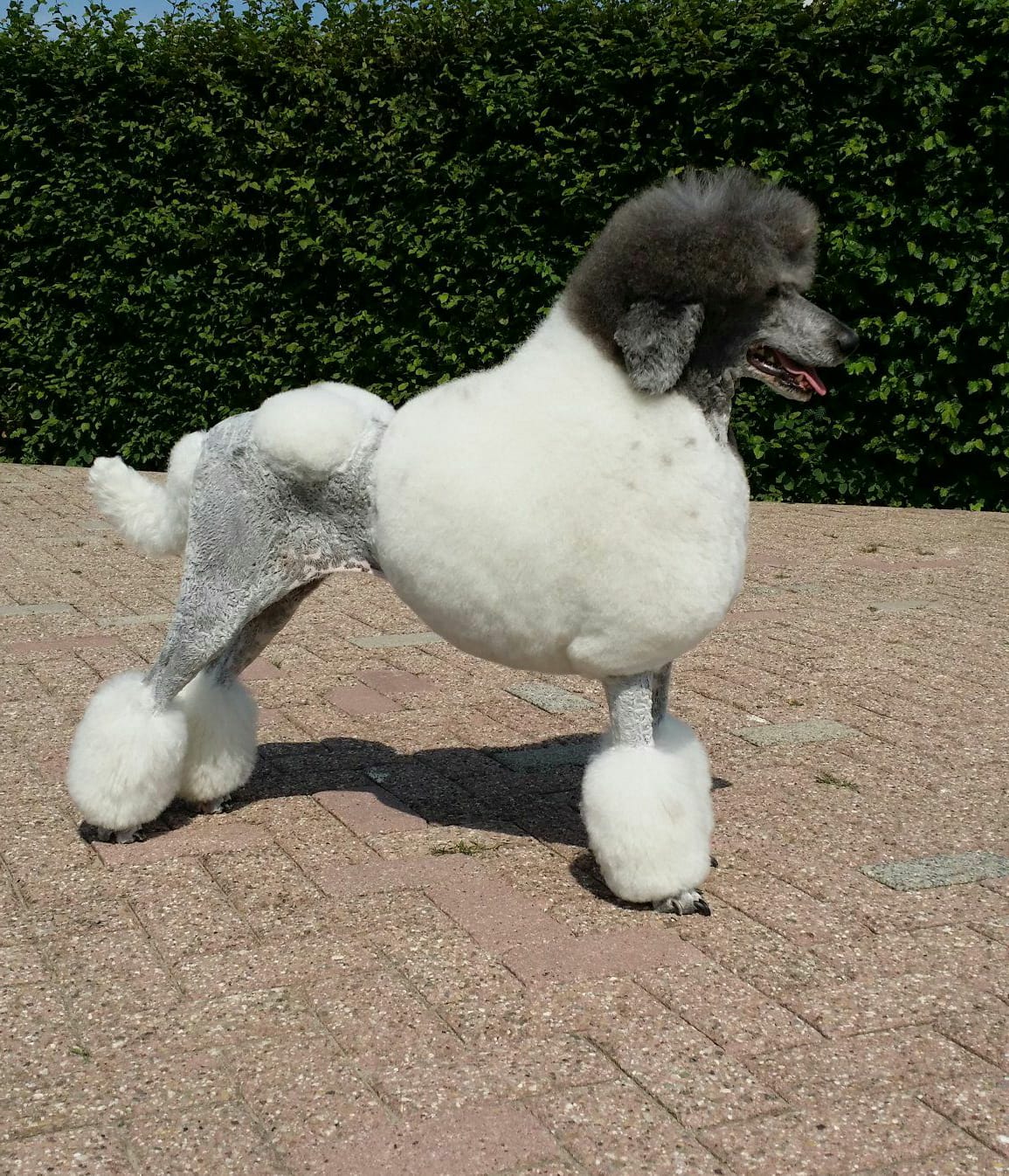 Trimbehandeling Poedel